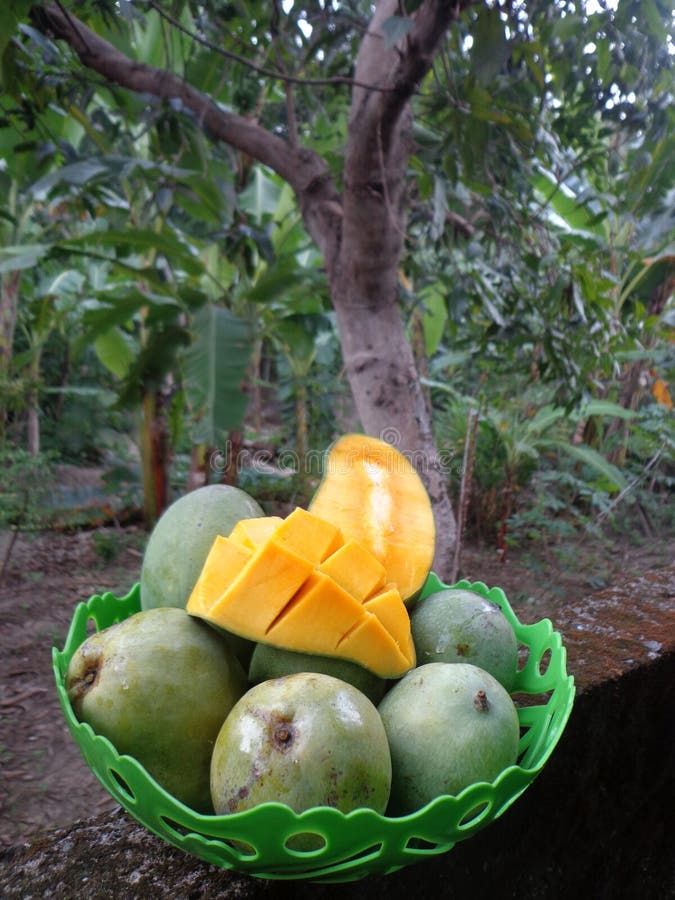 Mango Trees Including Higher Plants Whose Trunk Structure & X28;habitus ...