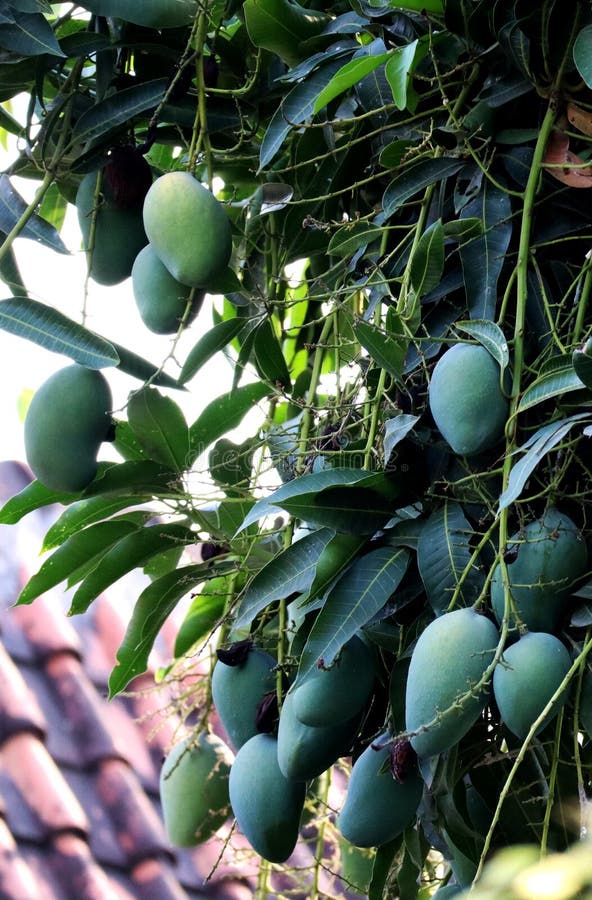 393 Mango Structure Stock Photos - Free & Royalty-Free Stock Photos ...
