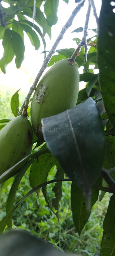 Mango Trees, Mango Leaves, Mango Tree Trunks that Bear Fruit Waiting To ...