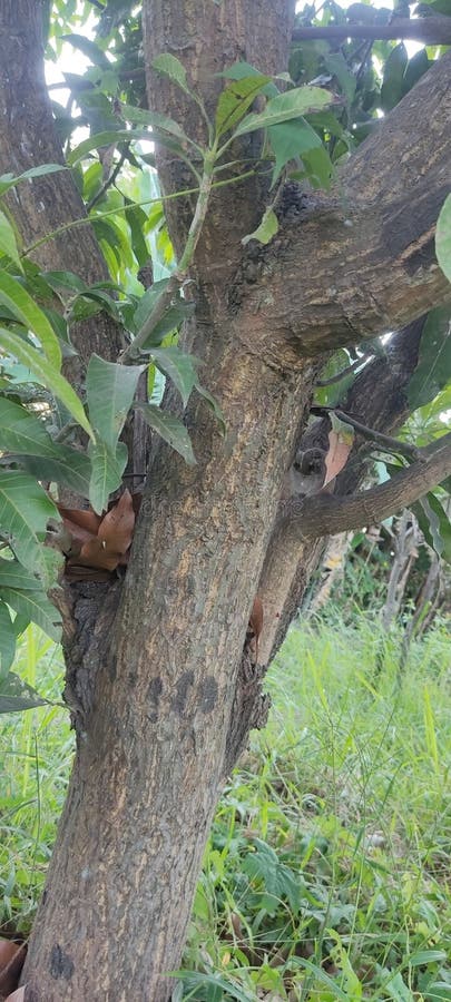 Mango Trees, Mango Leaves, Mango Tree Trunks that Bear Fruit Waiting To ...