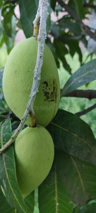 Mango Trees, Mango Leaves, Mango Tree Trunks that Bear Fruit Waiting To ...