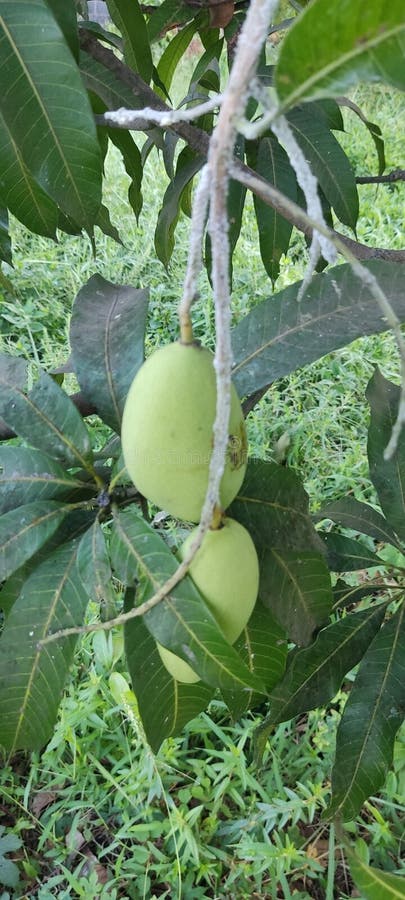 Mango Trees, Mango Leaves, Mango Tree Trunks that Bear Fruit Waiting To ...