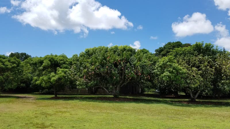 Mango trees stock photo. Image of florida, spice, mangifera - 95922492