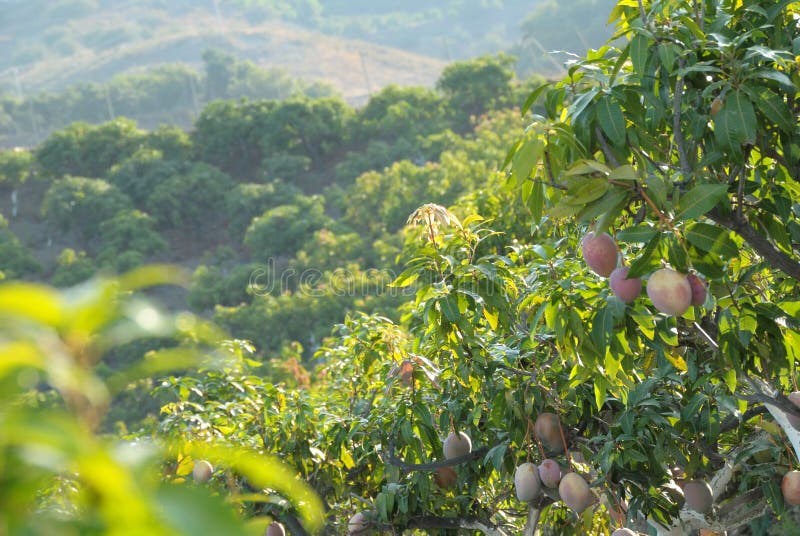 Mango Trees with Mangoes Hanging in a Tropical Plantation Stock Image ...