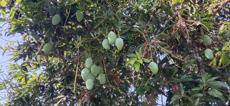 Mango Trees, Mangoes, Mangoes with Heavy Fruit, Young Mangoes, Lots of ...
