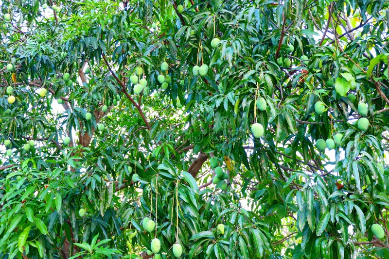 Mango Trees with Many Mango Fruits. Stock Photo - Image of vegetable ...