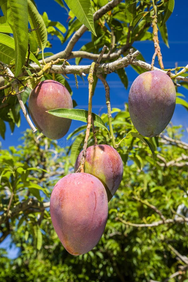 The Mango Trees in the Orchard Stock Image - Image of plant, asia ...