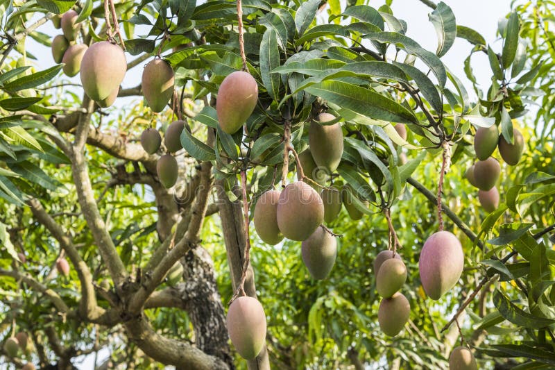 The Mango Trees in the Orchard. Stock Photo - Image of vibrant, fruit ...