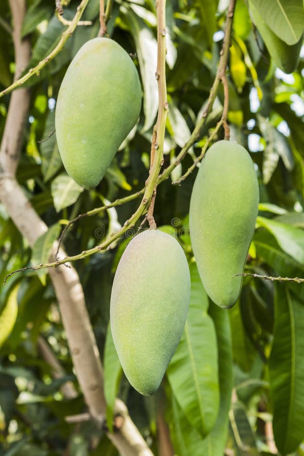 The Mango Trees in the Orchard. Stock Photo - Image of sweet, tasty ...