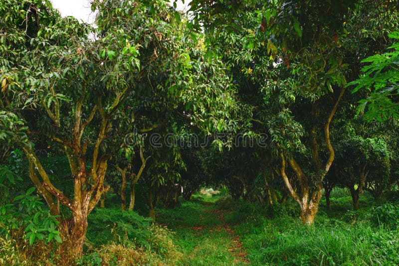 Mango Trees, Orchard or Little Forest. Agricultural Concept Stock Photo ...