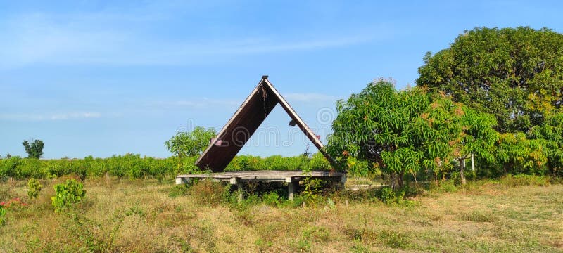 Mango Trees Planted in the Mango Orchard. There are Open Houses with ...