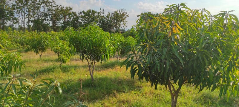 Mango Trees Planted in the Mango Orchard Stock Photo - Image of nature ...