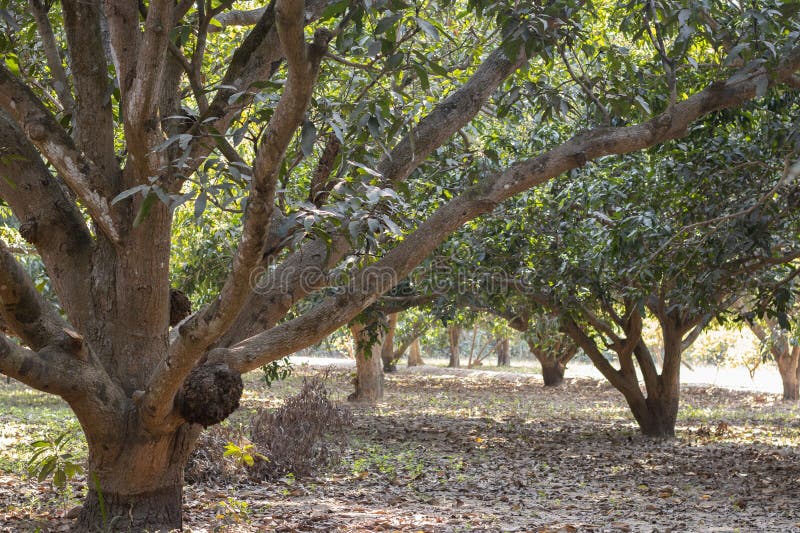 Mango trees stock image. Image of nature, farm, climate - 269600281
