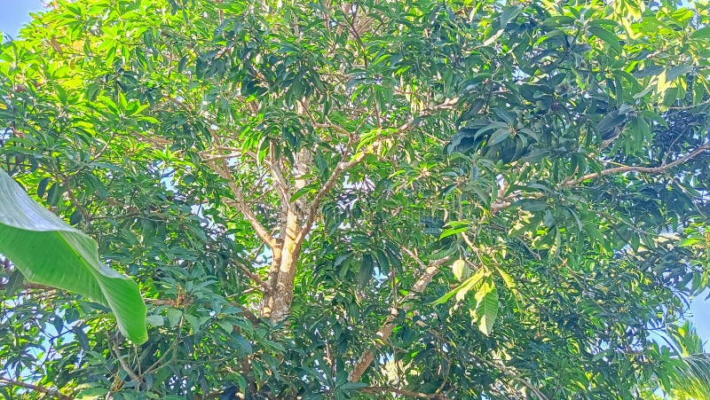 Mango Trees that Thrive in Tropical Areas Stock Photo - Image of autumn ...