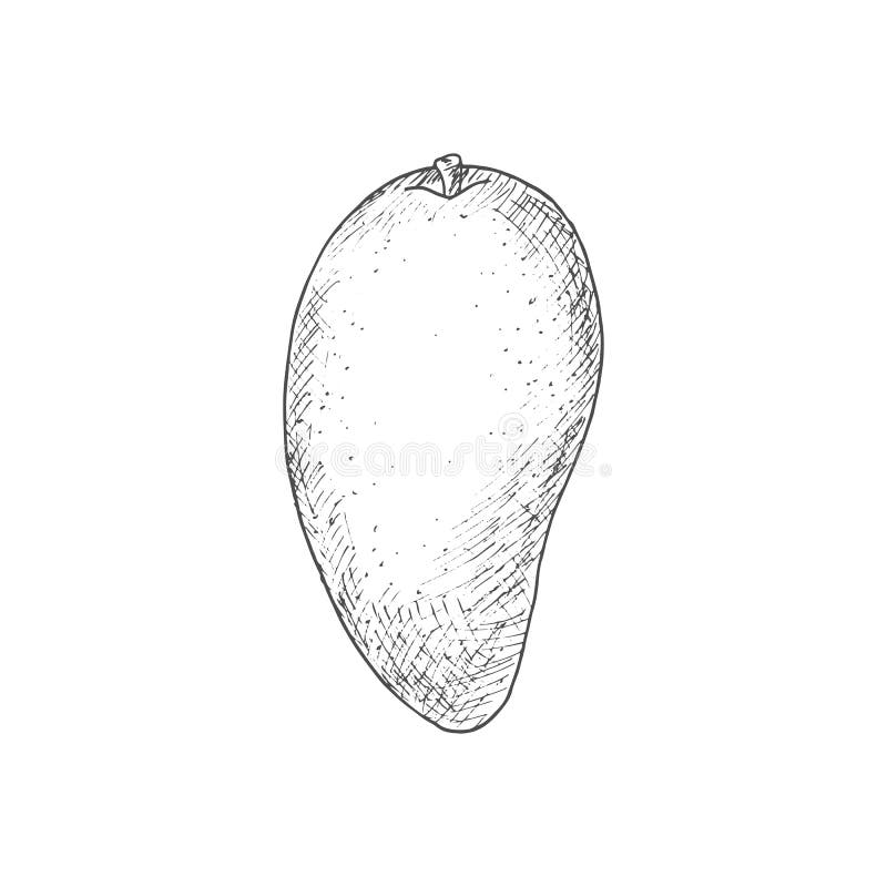 Mango Tropical Fruit Isolated Sketch Stock Vector - Illustration of ...
