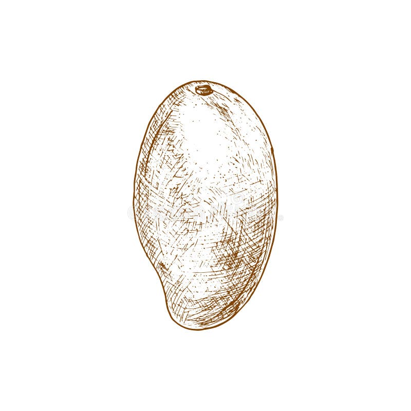 Mango Tropical Fruit Isolated Sketch Stock Vector - Illustration of ...