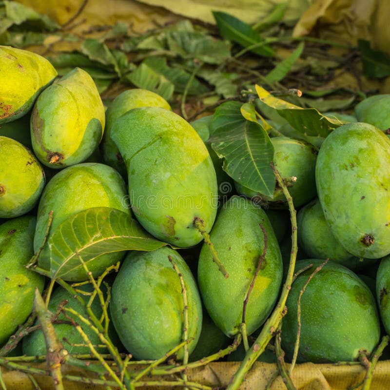 Mango stock image. Image of organic, tasty, yellow, fresh - 89889011