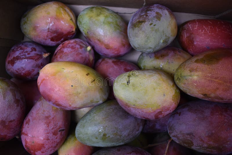 Mango under the sun stock image. Image of exposition - 121985027