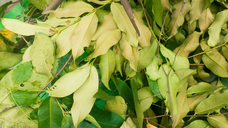 Mango Twigs and Leaves in Close-up Photo Stock Image - Image of ...
