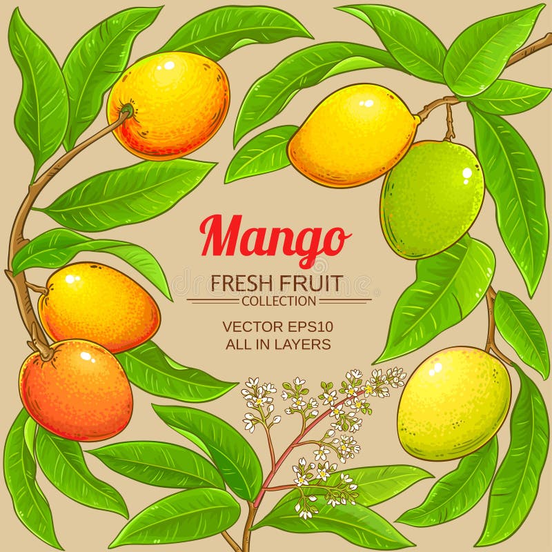 Mango Frame Stock Illustrations – 1,291 Mango Frame Stock Illustrations ...