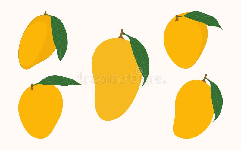 Mango Vector Illustration Hand Drawing Graphic Bundle Stock Vector ...