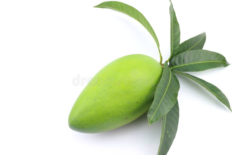 Mango verde crudo foto de archivo. Imagen de bocado - 116503170