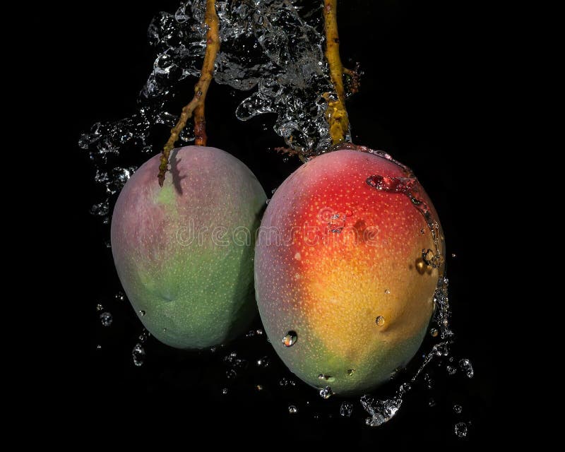 Mango with water splash stock image. Image of mangoes - 40215281