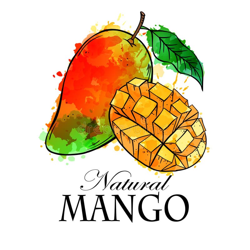 Mango Watercolor Sketch Vector Illustration Stock Vector - Illustration ...