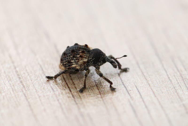 A Black Mango Weevil stock photo. Image of tail, destroy - 255159558