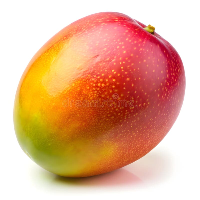 Mango in garden yummy stock illustration. Illustration of bearing ...