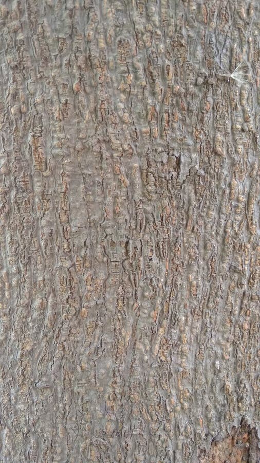 MANGO WOODEN TEXTURE SURFACE BACKGROUND Stock Image - Image of texture ...