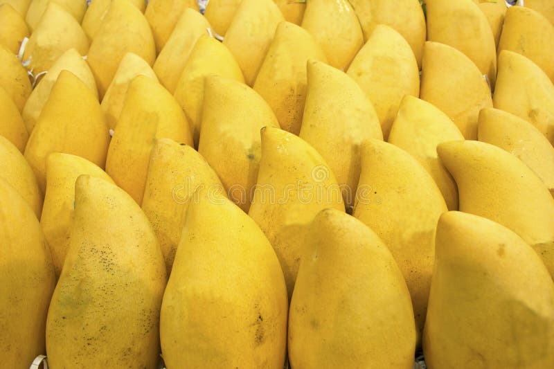Mango yellow color stock photo. Image of juicy, closeup - 271305330