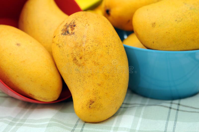 Mango stock image. Image of skin, tropical, mango, mexican - 30782857