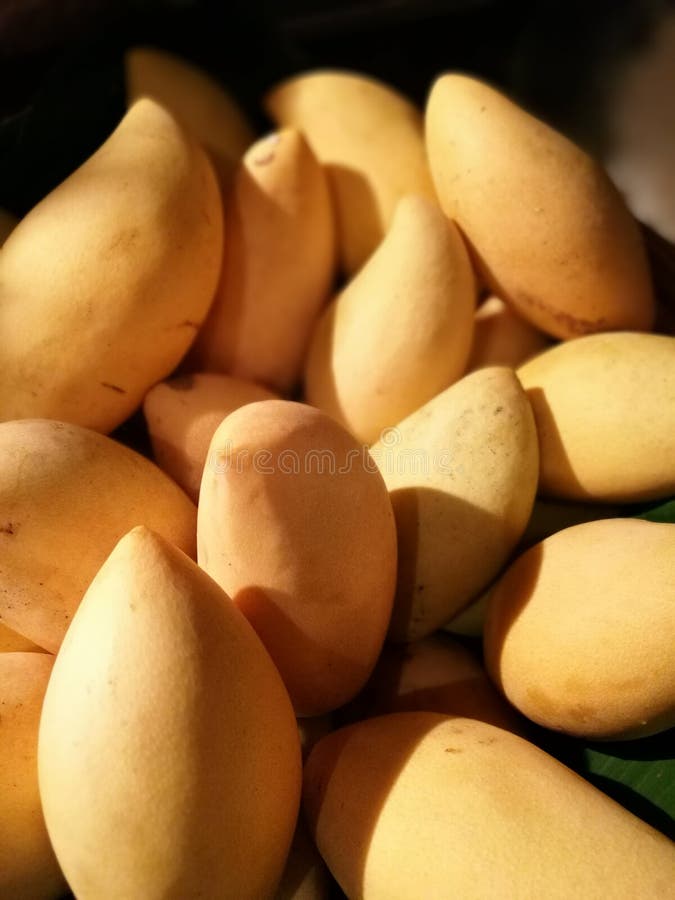 Mango stock image. Image of tasty, thailand, huahin, mango - 81354773