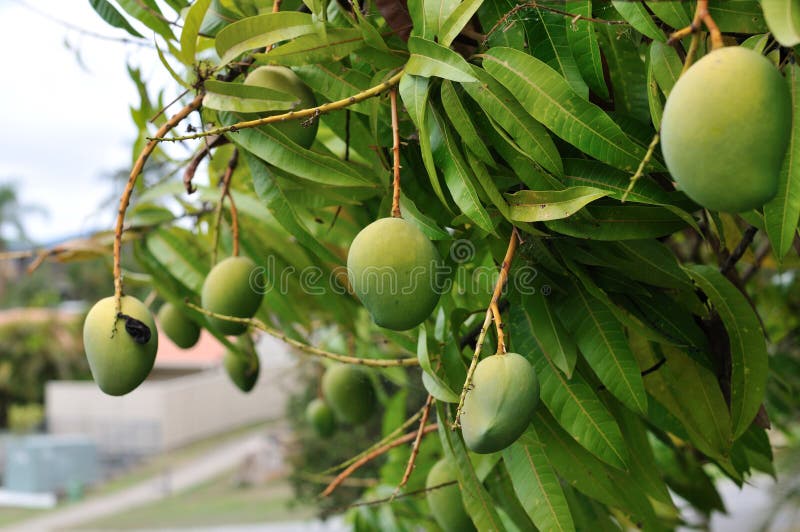Ein Mangobaum Im Indischen Gemüsegarten Stockbild - Bild von ...