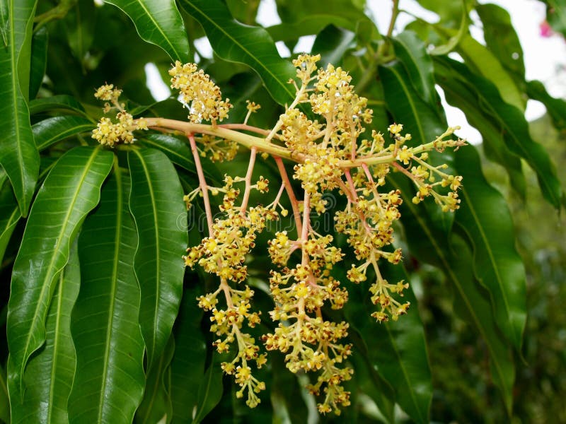 Dies Ist Die Mango Blume Nahaufnahme Makro am Morgen in Der ...