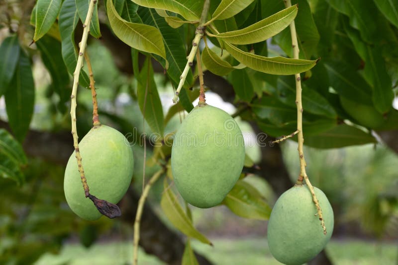 Mangoboom stock foto. Image of vrucht, hangen, tuin - 104471886
