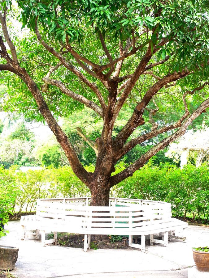 Mangoboom stock foto. Image of tropisch, economisch, takken - 38287020