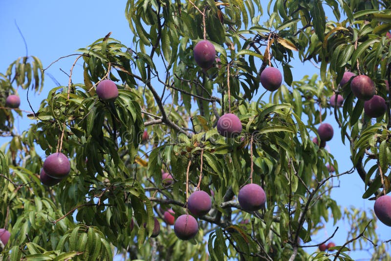 De boom van de mango stock afbeelding. Afbeelding bestaande uit fruit ...