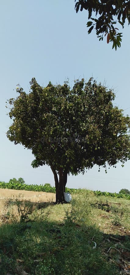 Mangoboom stock afbeelding. Image of boom, vruchten - 153954853