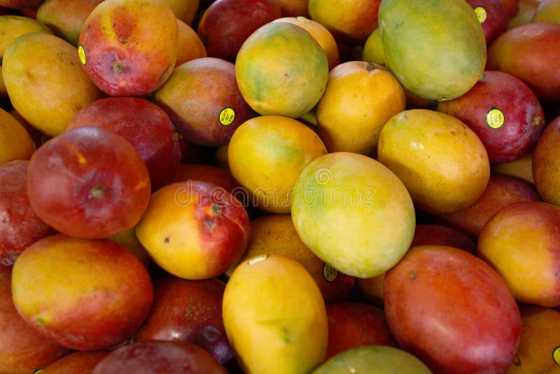 Mango pile stock photo. Image of mangoes, agriculture - 73447336