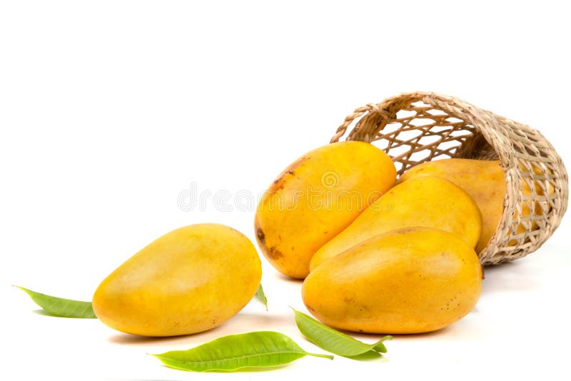 Fresh Mangoes Fruit in Wooden Basket Harvest from Organic Farm Stock ...