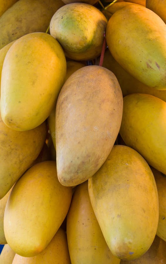 Mangoes by the bunch stock photo. Image of juicy, closeup - 44028368