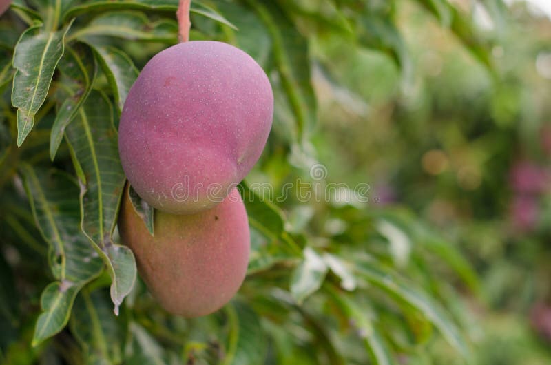 Mangoes stock image. Image of food, pink, island, outdoor - 60186055