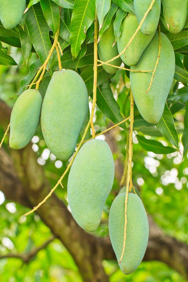 Panora of Mango Field,mango Farm with Blue Sky Background.Agric Stock ...
