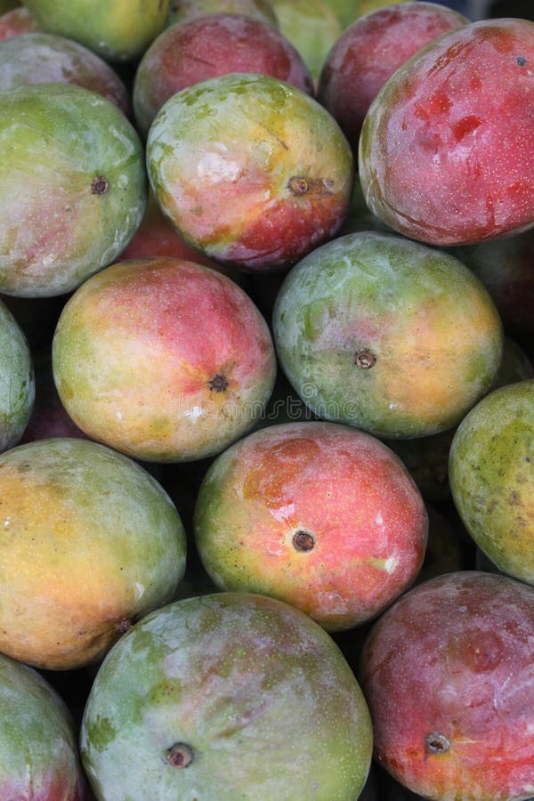 Mangoes stock photo. Image of citrus, dessert, natural - 35428494