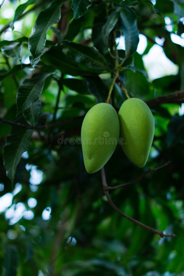Fresh Fruit from the Tree, Green Fruit with Sour Taste, Mango Trees are Bearing Fruit Stock ...