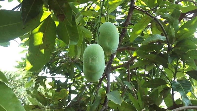 Mango Tree Bloom or Blossom in Spring. Fruit of Summer Season Stock ...