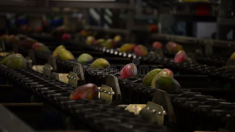 Mangoes Fruit in Packaging Line7 4K Stock Footage - Video of dish ...