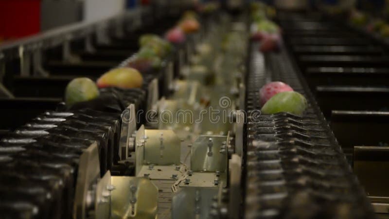 Mangoes Fruit Rolling in Packaging Line Stock Video - Video of ...